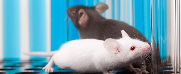 Mouse models of cancer-associated thrombosis - Icthic Magazine